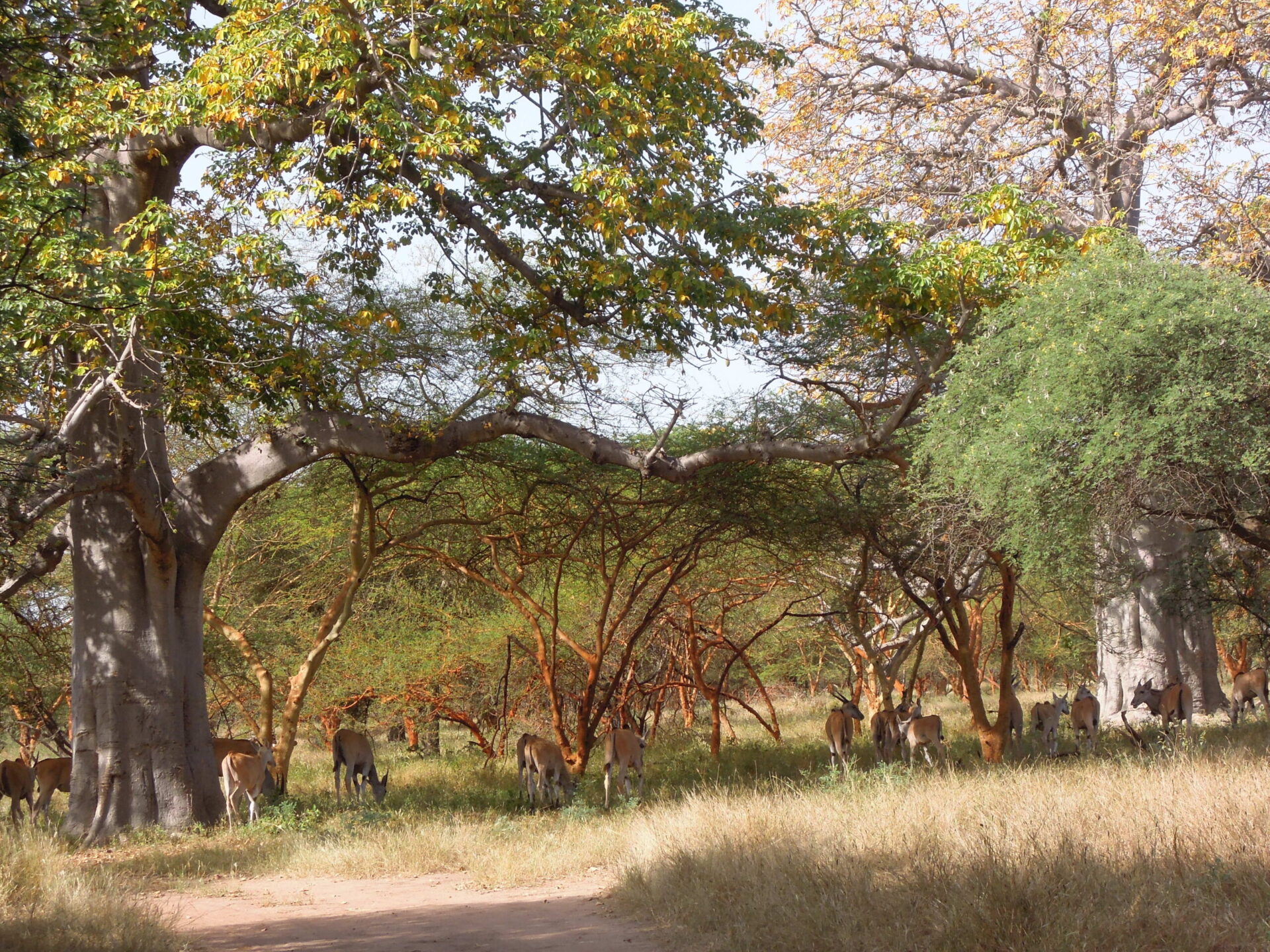 Excursions Saly. Excursions depuis Saly ? - Sénégal Excursions - Saly ...
