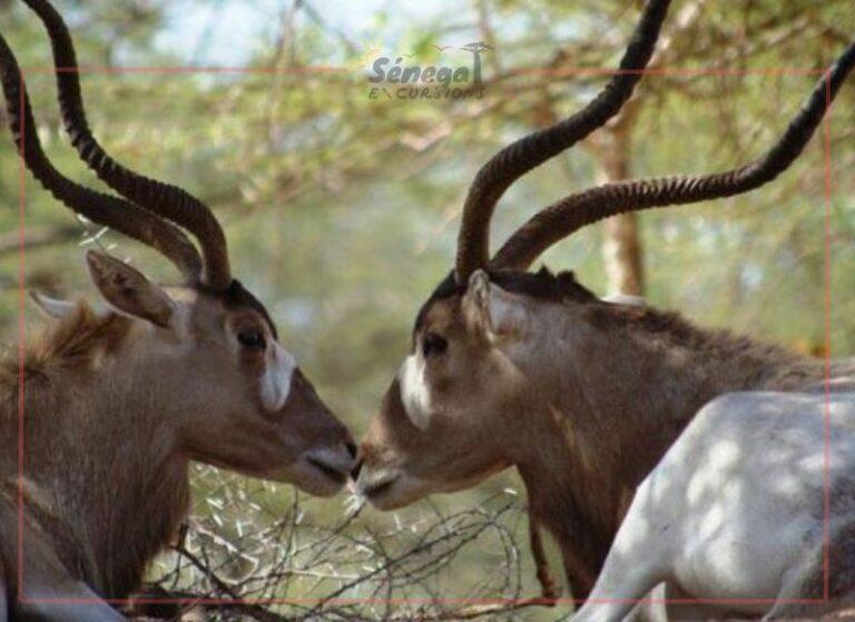 Incontournable : Que faire, Que visiter au Sénégal Que découvrir